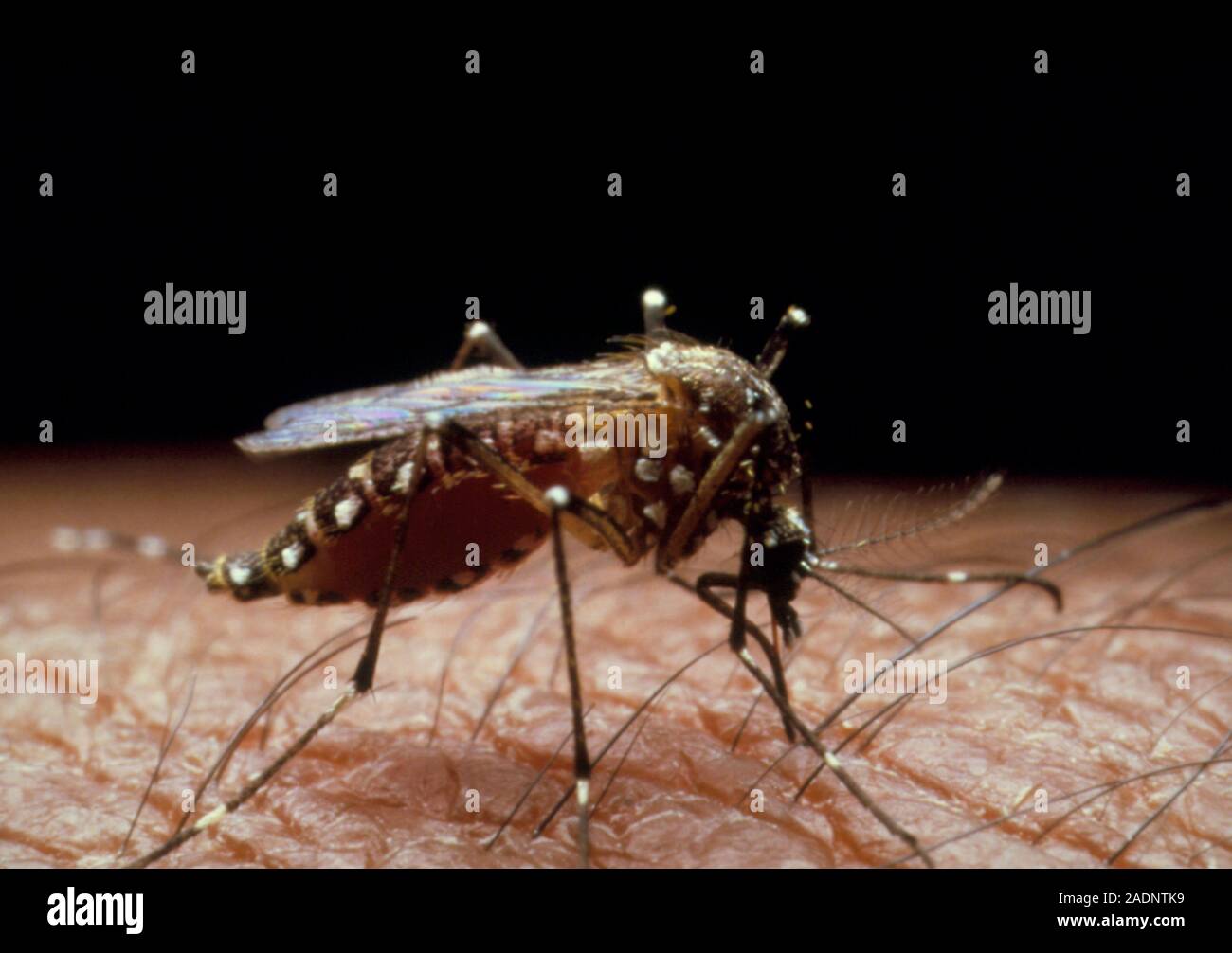 Macrophotograph of a female yellow fever mosquito Aedes aegypti ...
