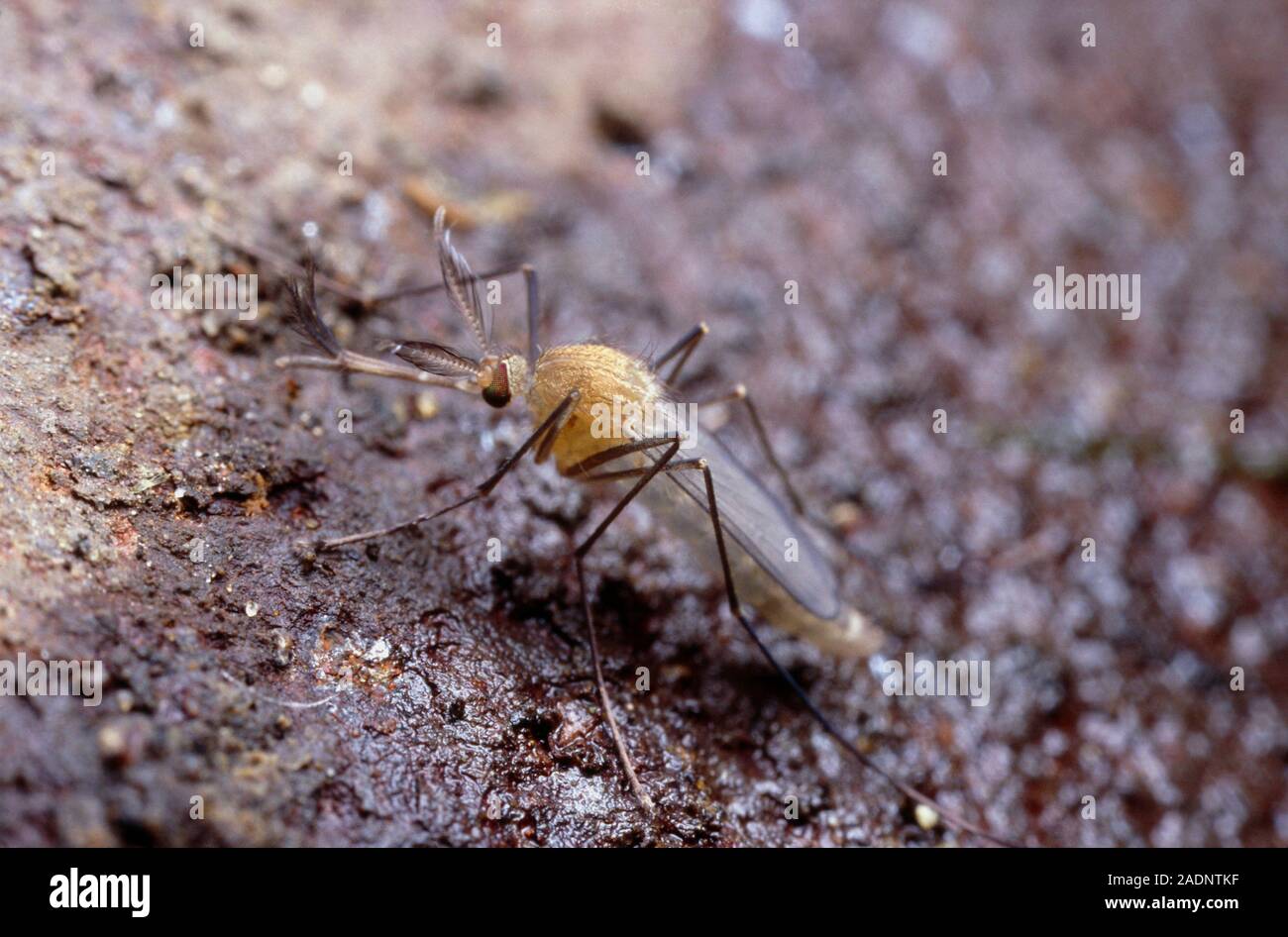 Newly hatched adult mosquito Culex pipiens molestus climbing onto the ...
