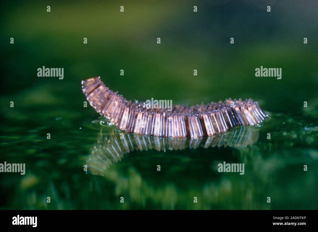 Collection of eggs of the northern house mosquito floating upright on ...