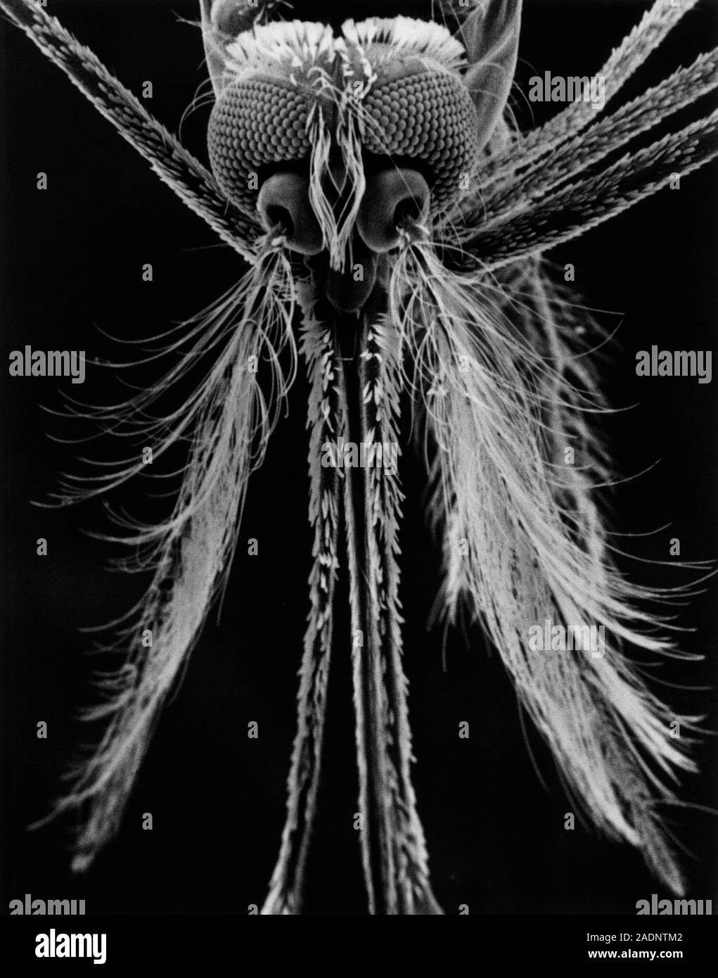 Scanning electron micrograph (SEM) of the head of the male mosquito ...