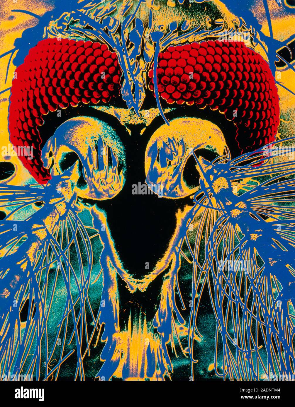 False-colour scanning electron micrograph (SEM) of the head of a male ...