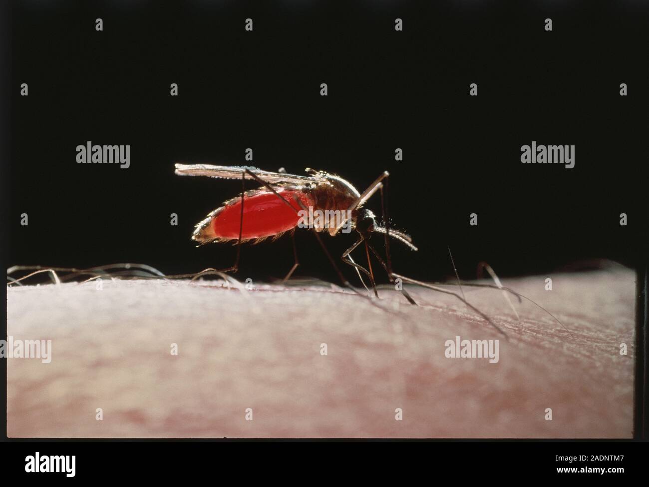 Female northern house mosquito, Culex Pipiens, feeding on a human hand ...