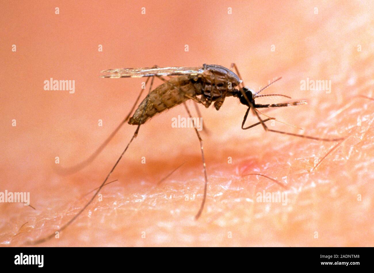 Close-up of an unidentified species of mosquito on human skin. The ...