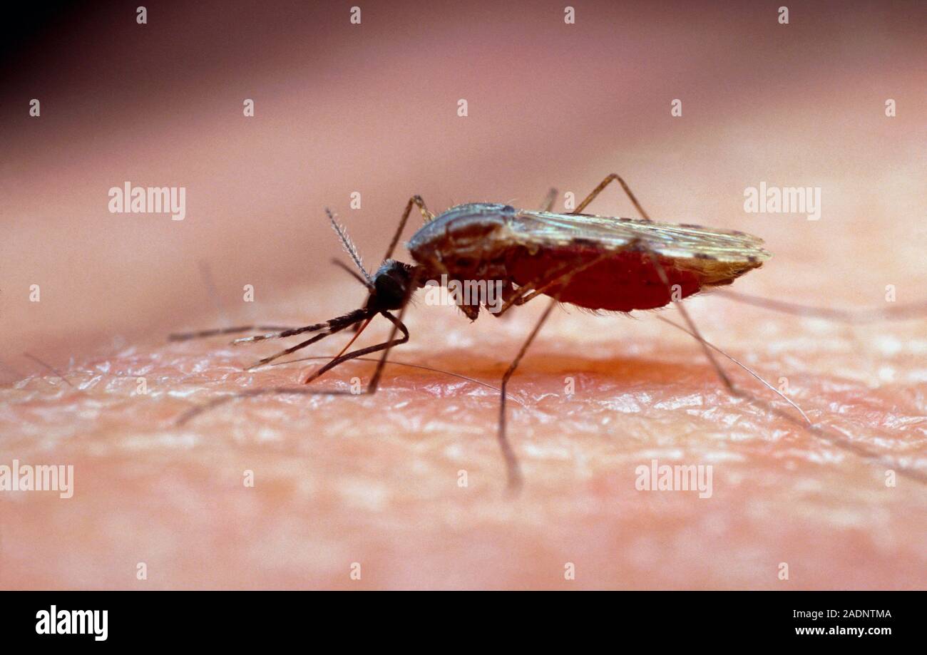 Close-up of an unidentified species of mosquito feeding on human skin ...