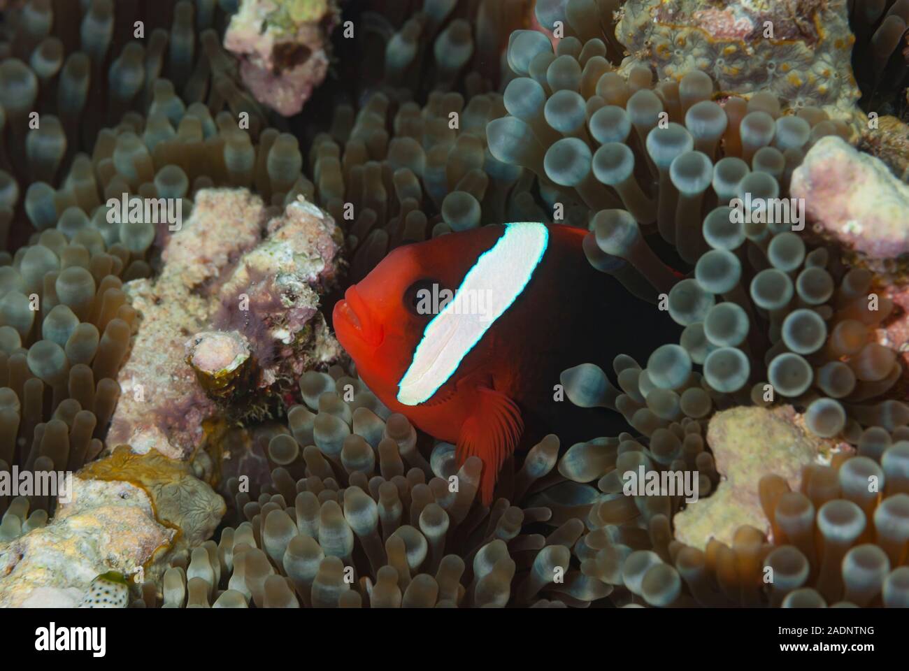 Red&Black Anemonefish Amphiprion melanopus Stock Photo - Alamy
