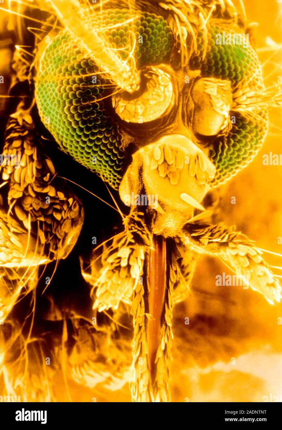 False-colour scanning electron micrograph (SEM) of the head of a female ...