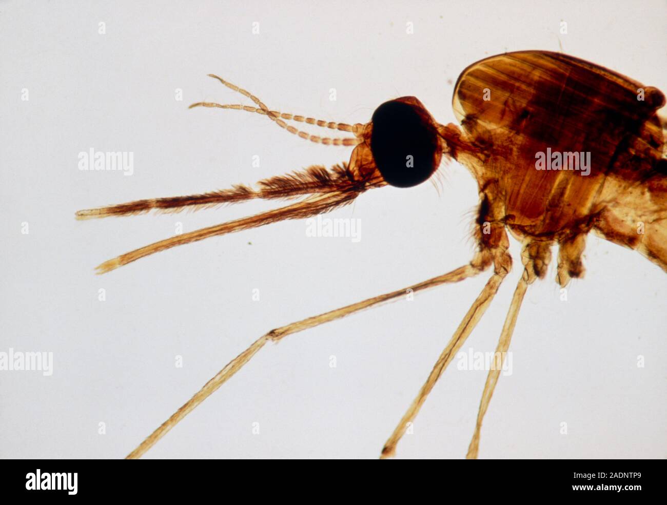 Mosquito Mouthparts Microscope