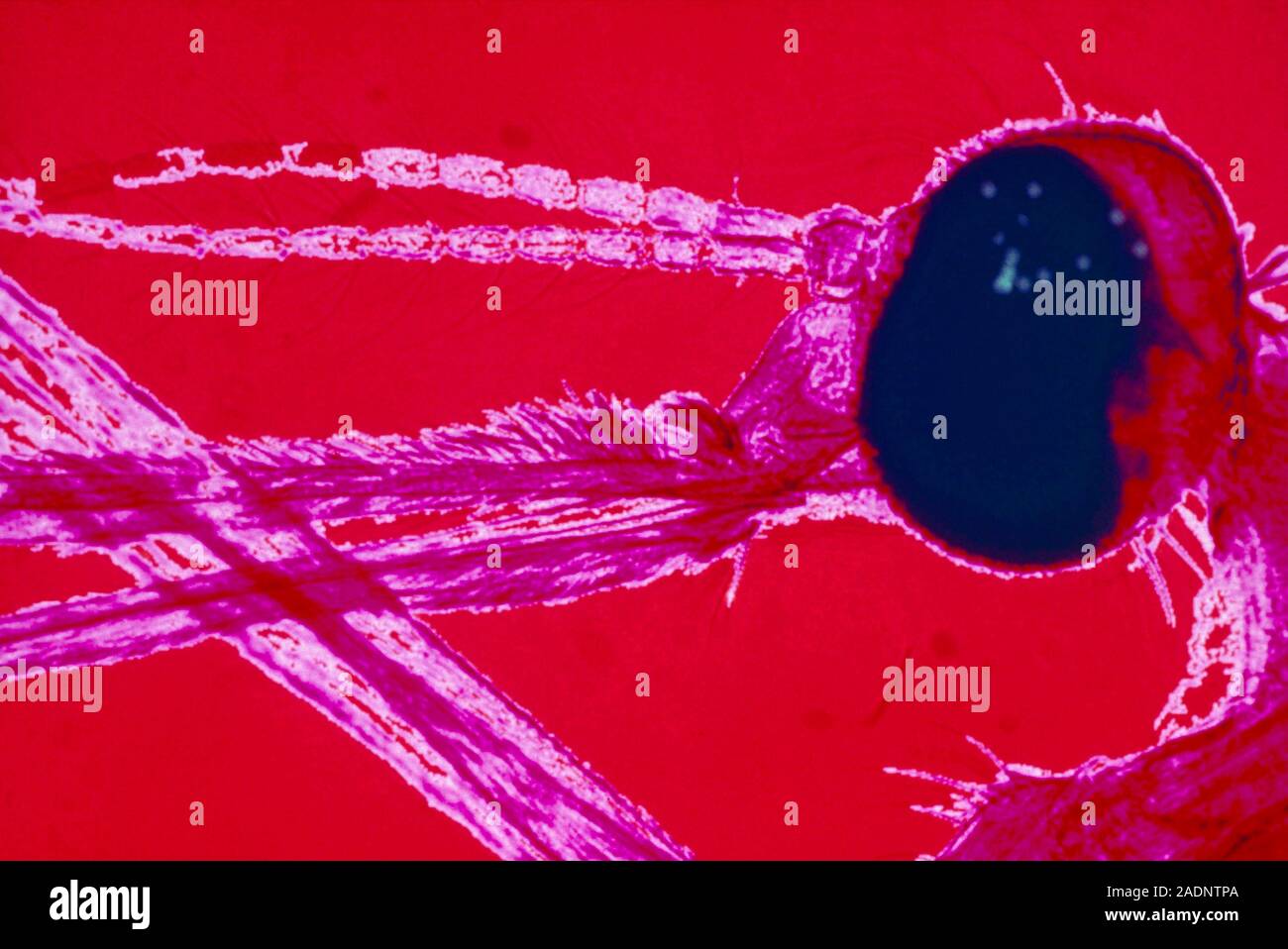 Head of malaria mosquito. Coloured light micro- graph of the head and ...