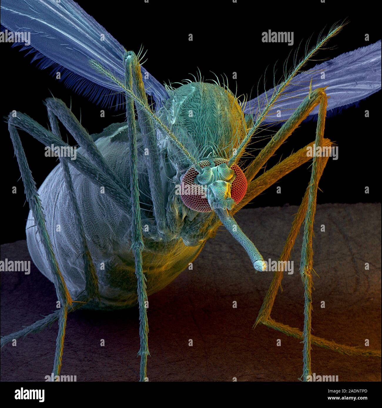 Yellow fever mosquito. Coloured Scanning Electron Micrograph (SEM) of a ...