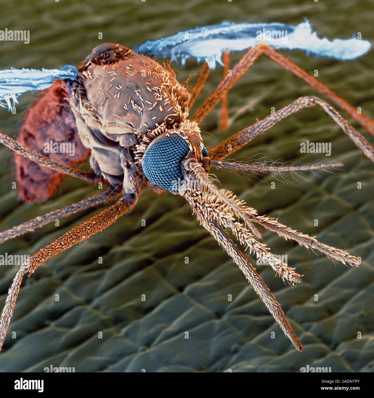 Mosquito. Coloured Scanning Electron Micrograph (SEM) of a malaria ...