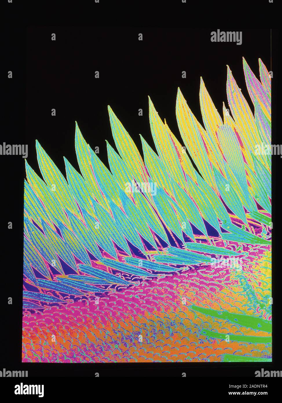 Mosquito wing. Coloured scanning electron micrograph of the edge of the ...