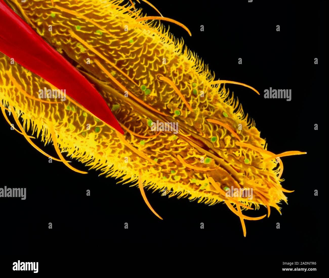 Proboscis. Coloured scanning electron micrograph (SEM) of the tip of ...