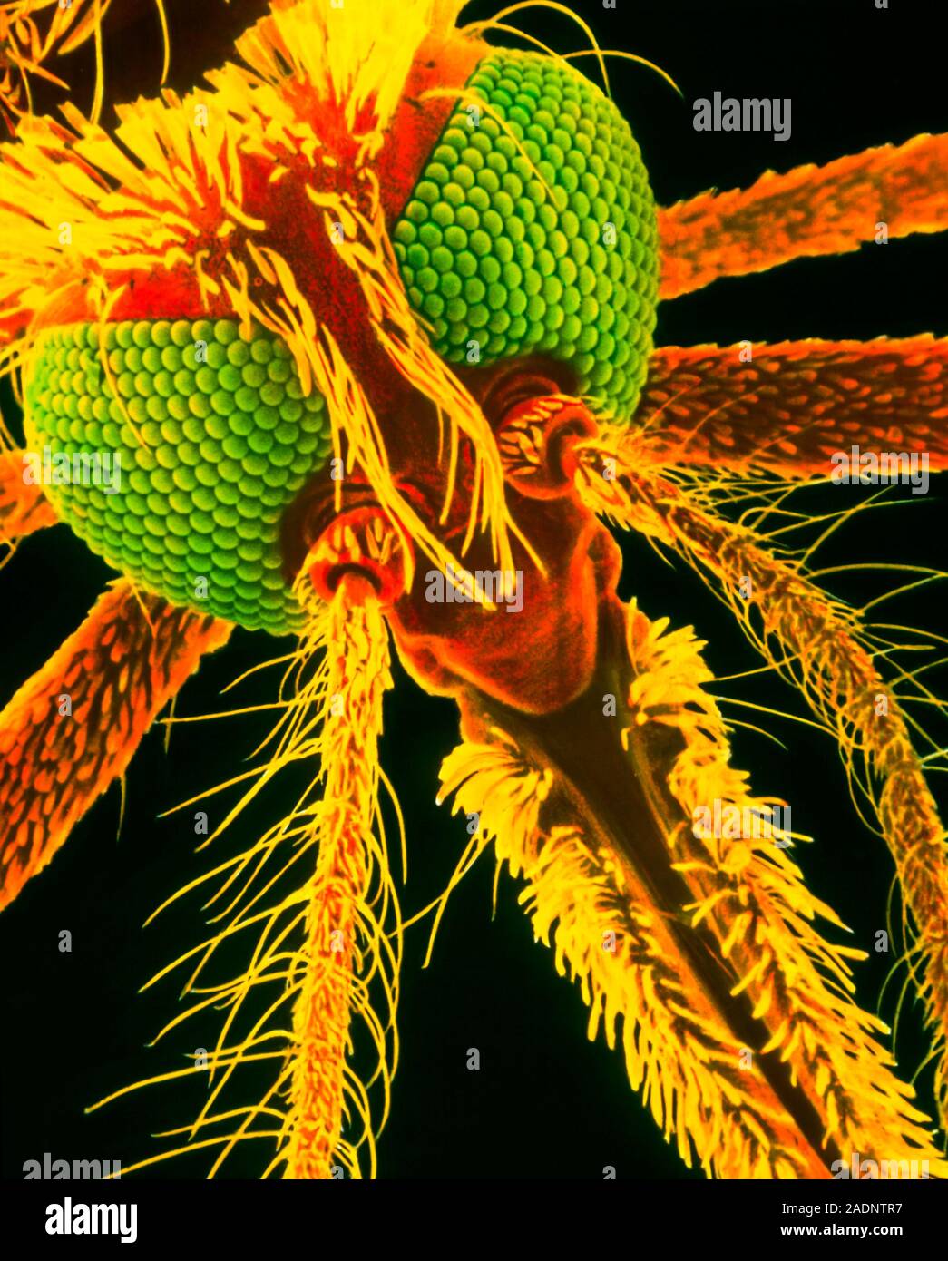 Malaria mosquito. Coloured scanning electron micrograph (SEM) of the ...