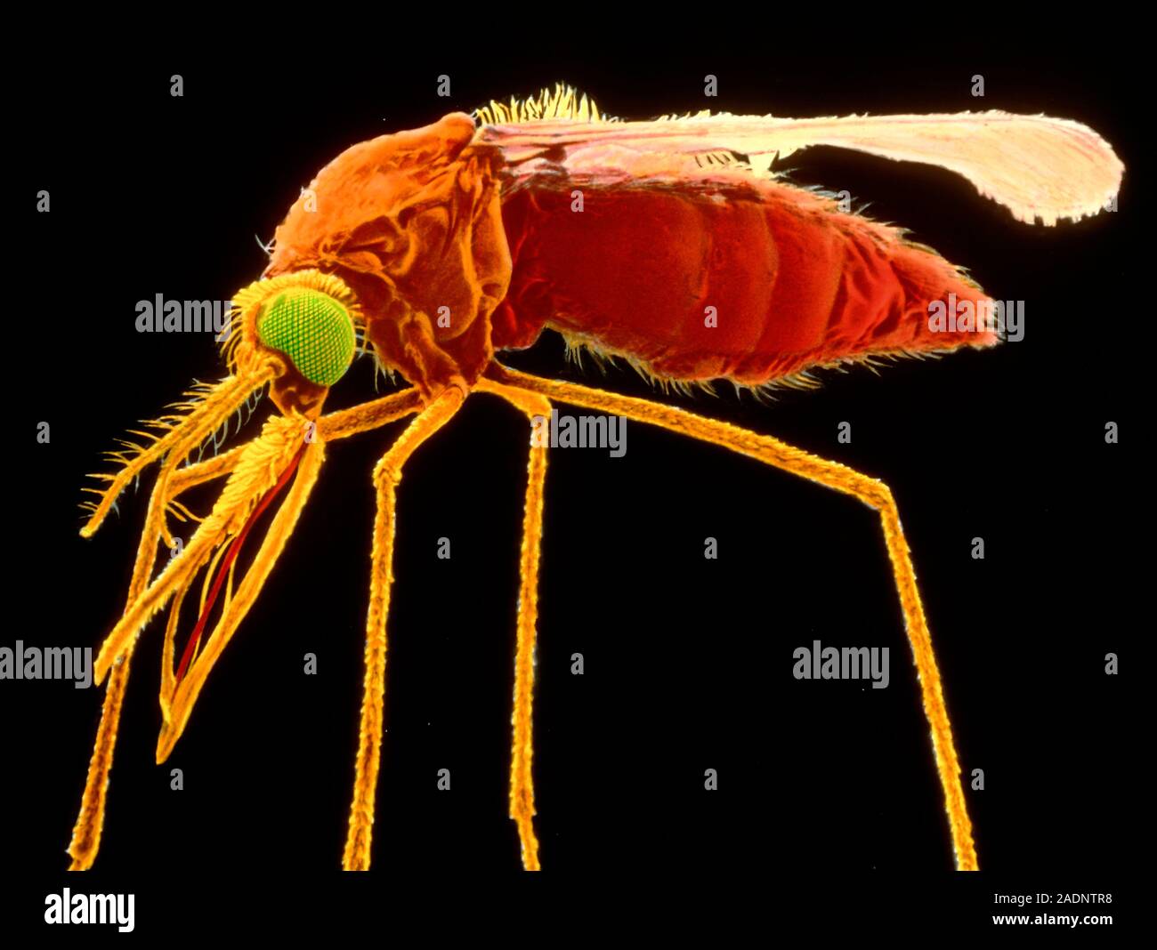 Malaria mosquito. Coloured scanning electron micrograph (SEM) of a ...
