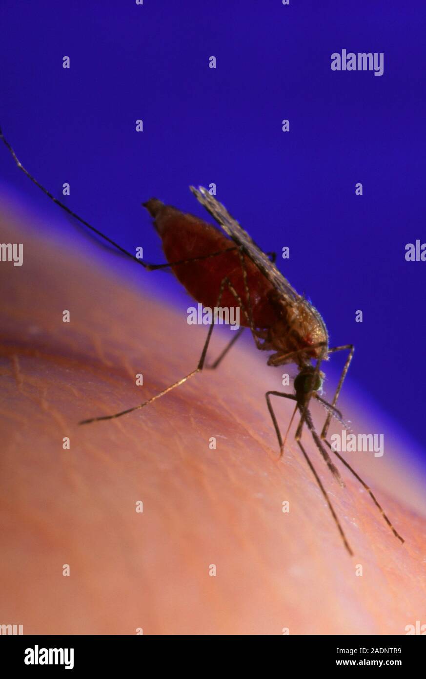 Malaria mosquito feeding. Close-up of an Anopheles gambiae female ...