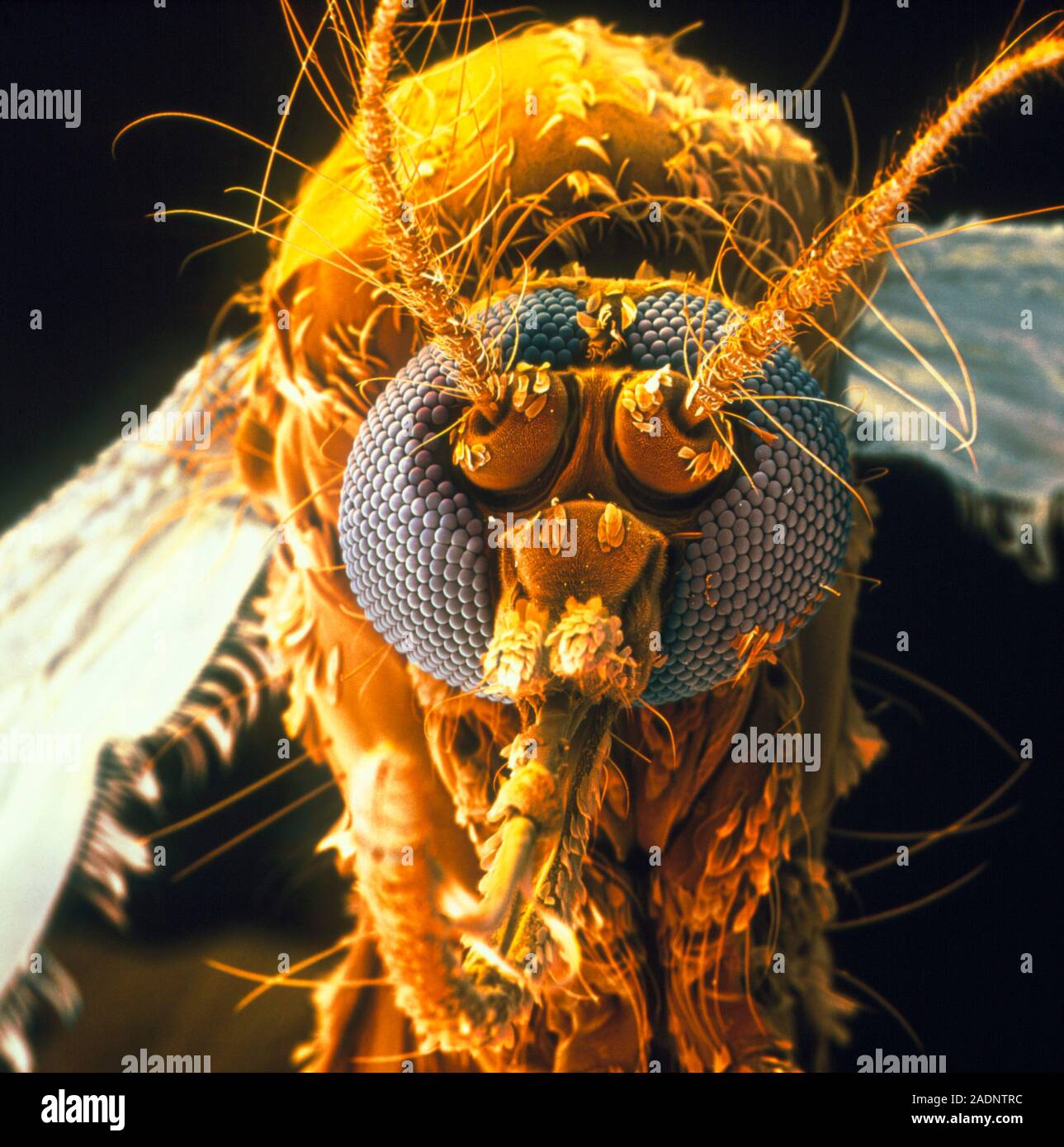 Yellow fever mosquito. Coloured Scanning Electron Micrograph (SEM) of ...