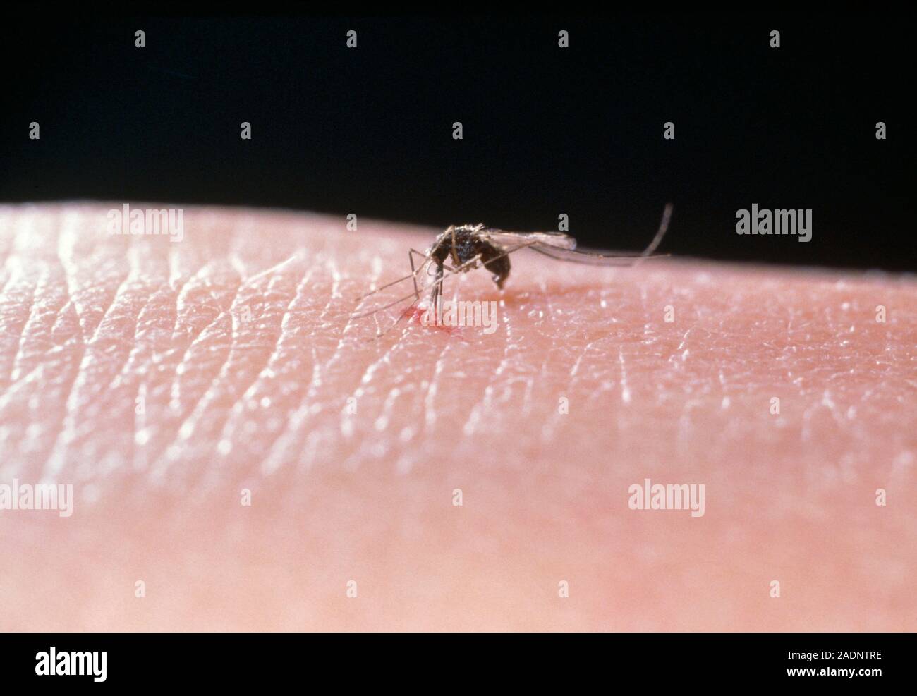 Malaria mosquito feeding. Female Anopheles gambiae mosquito biting into ...