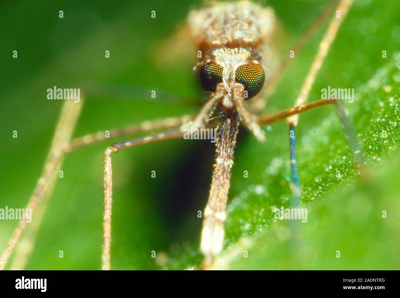 Malaria mosquito. Macrophotograph of an Anopheles gambiae mosquito on a ...