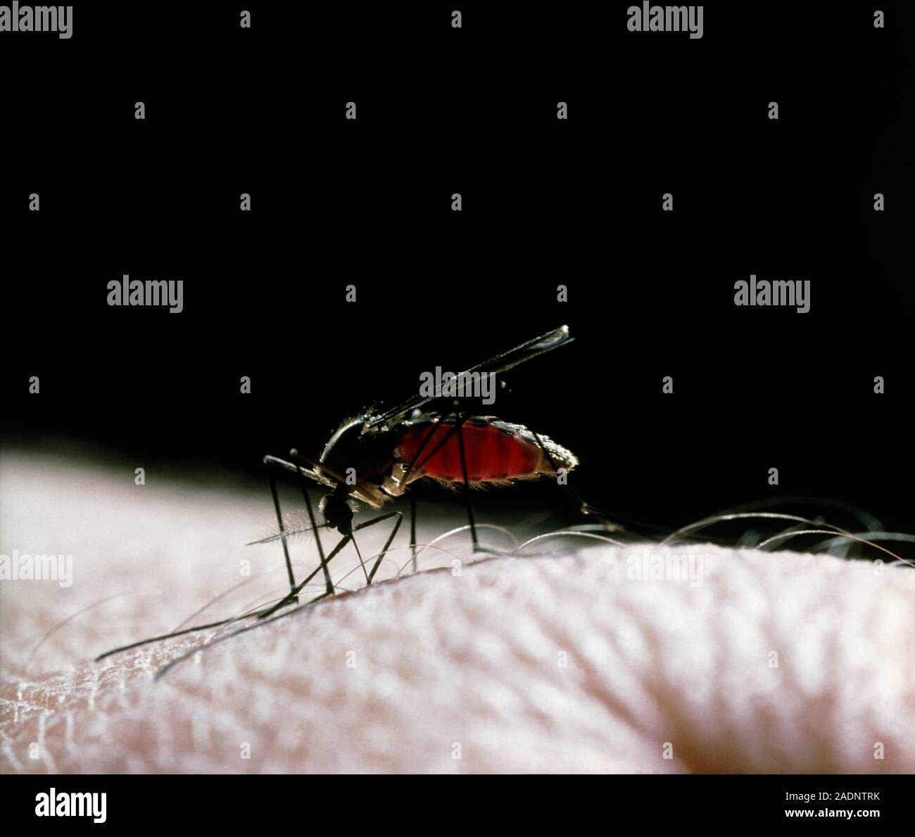 Female northern house mosquito, Culex Pipiens, feeding on a human hand ...