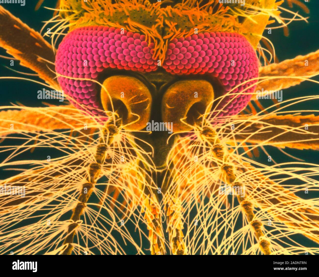 Mosquito head. Coloured scanning electron micrograph (SEM) of the head ...