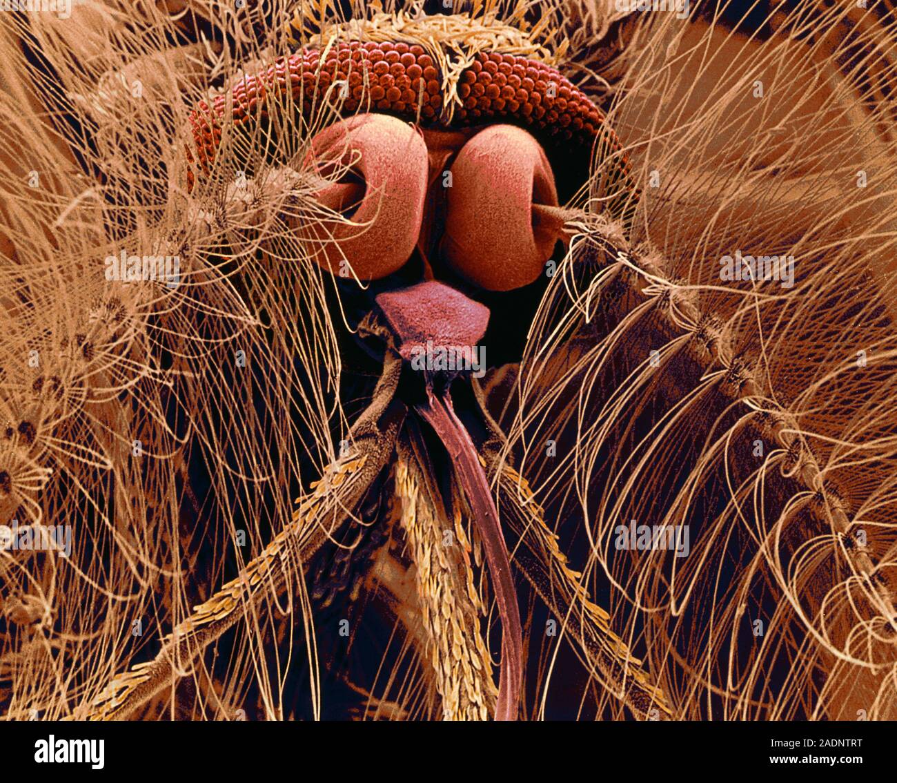 Mosquito head. Coloured scanning electron micrograph (SEM) of the head ...