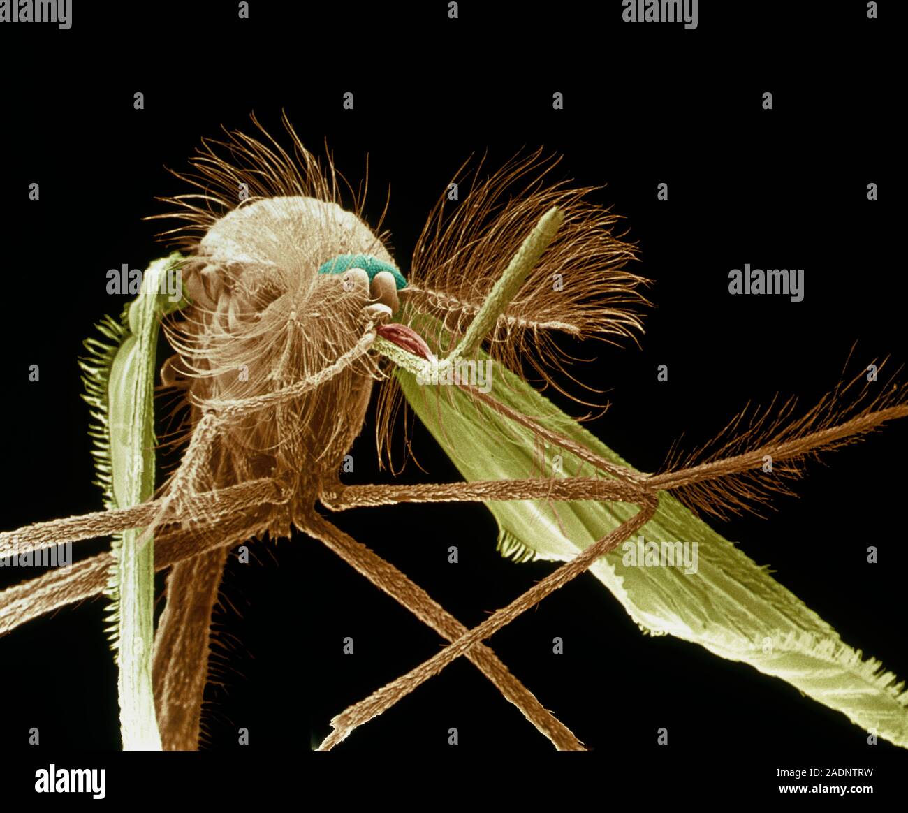 Mosquito. Coloured scanning electron micrograph (SEM) of an ...