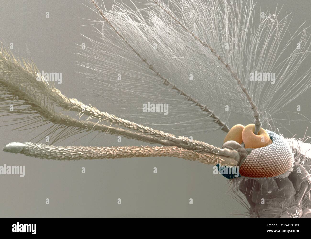Mosquito. Coloured scanning electron micrograph (SEM) of the head of a ...