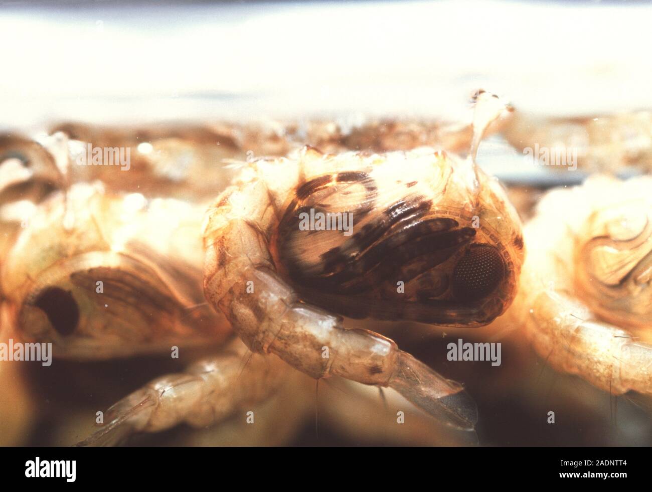 Mosquito pupae. Macrophotograph of pupae of the mosquito Anopheles ...
