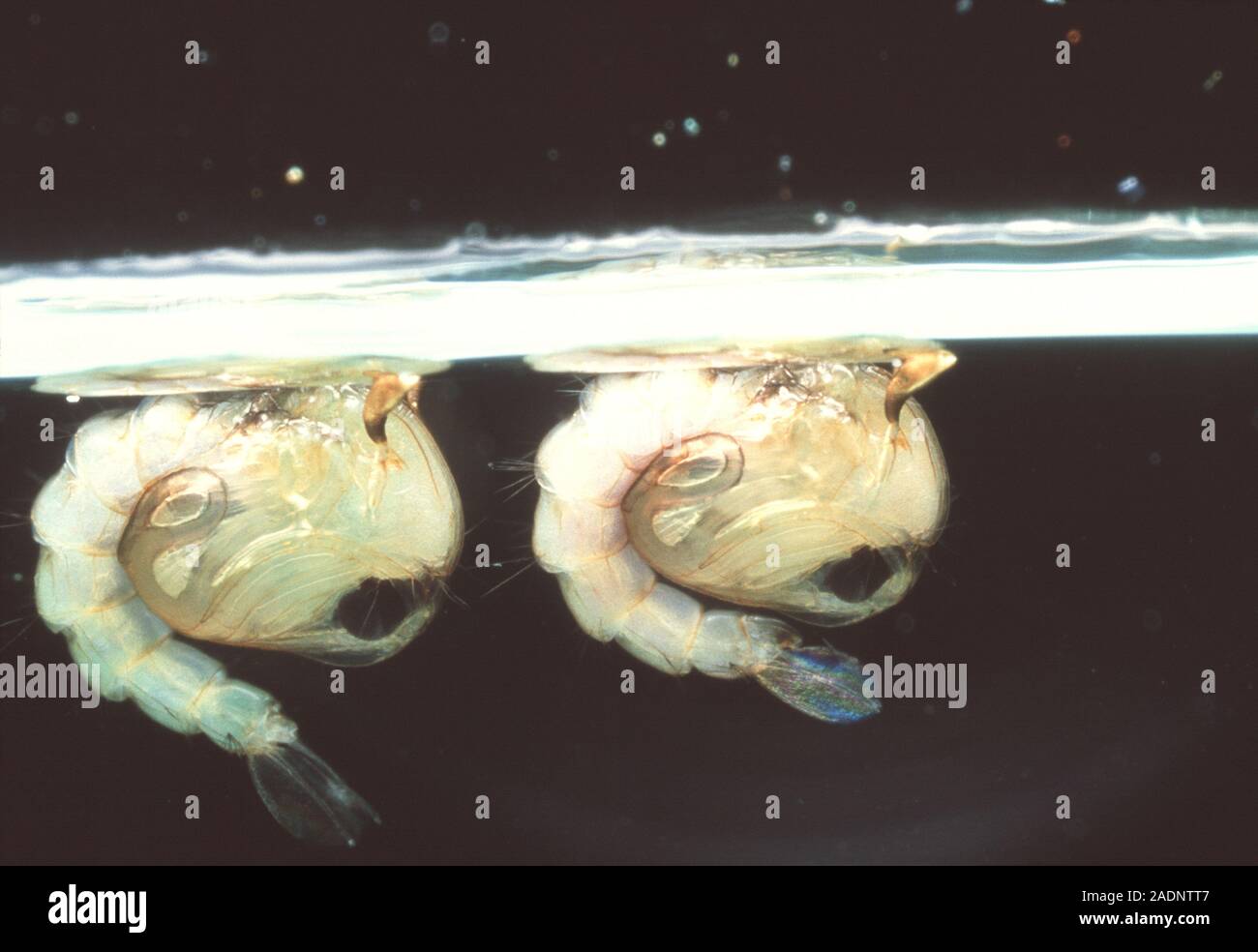 Mosquito pupae. Macrophotograph of two pupae of the mosquito Culex ...