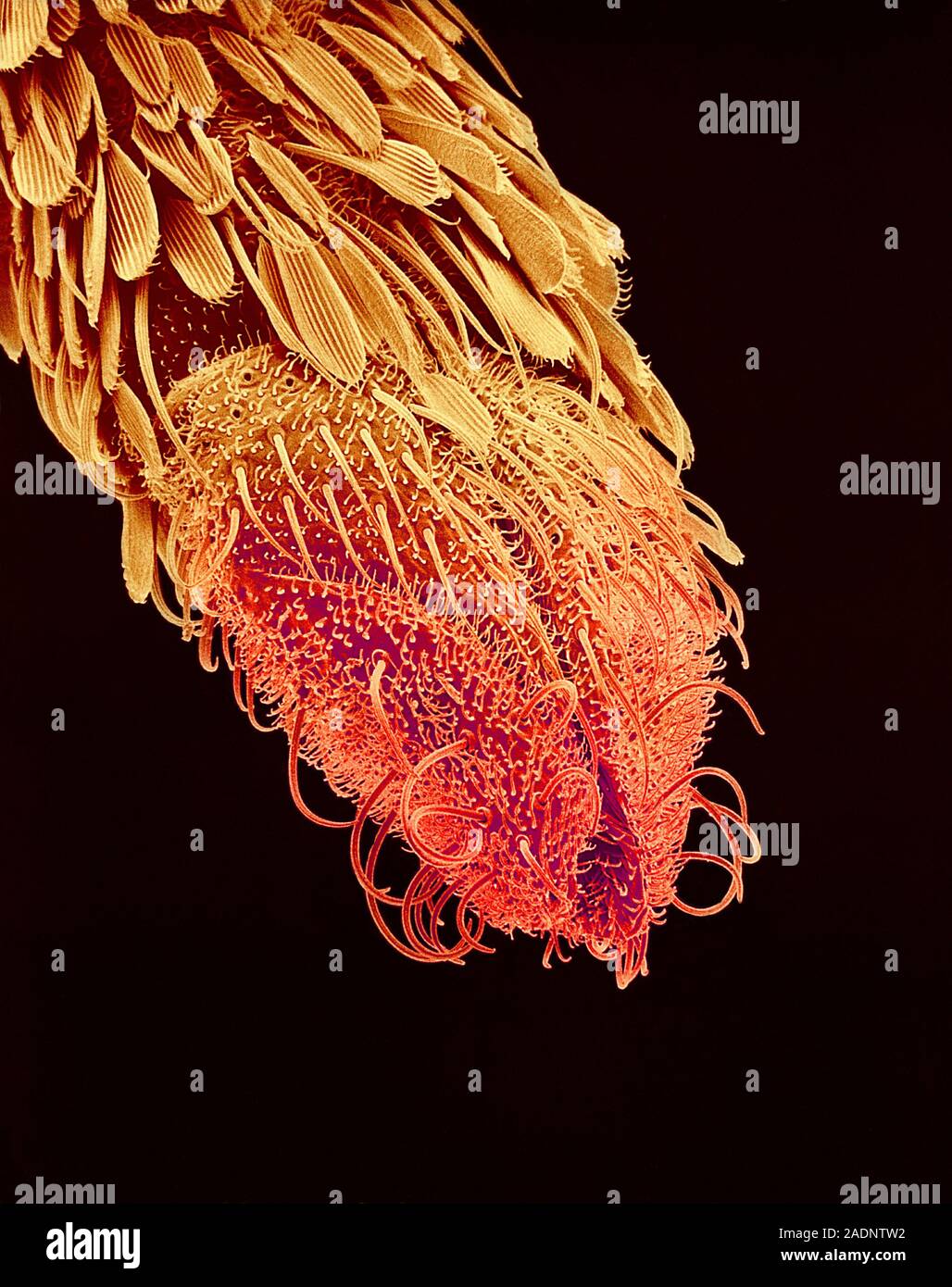 Mosquito proboscis. Coloured scanning electron micrograph (SEM) of the ...