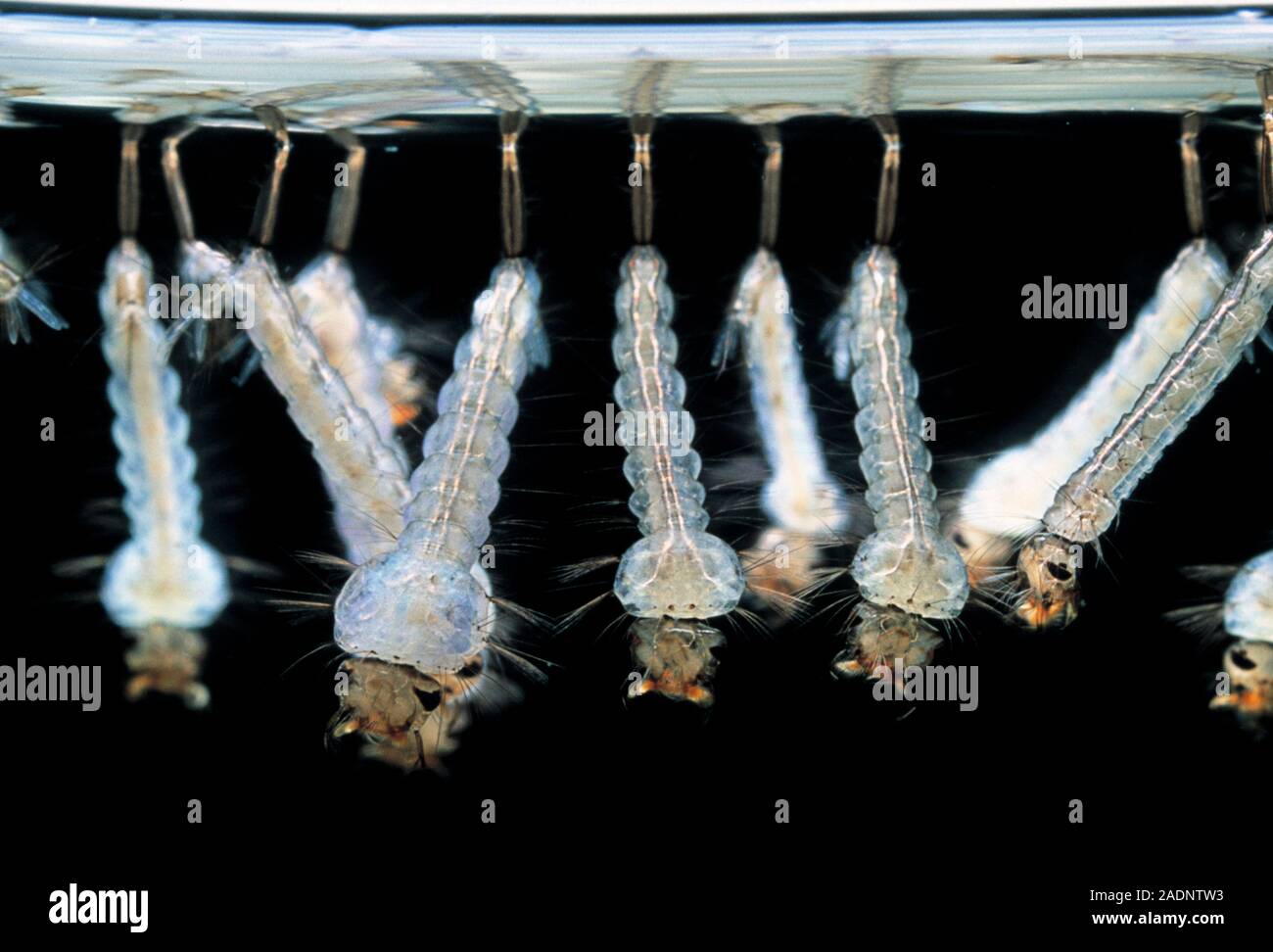Mosquito larvae. Macrophotograph of mosquito larvae (subfamily ...