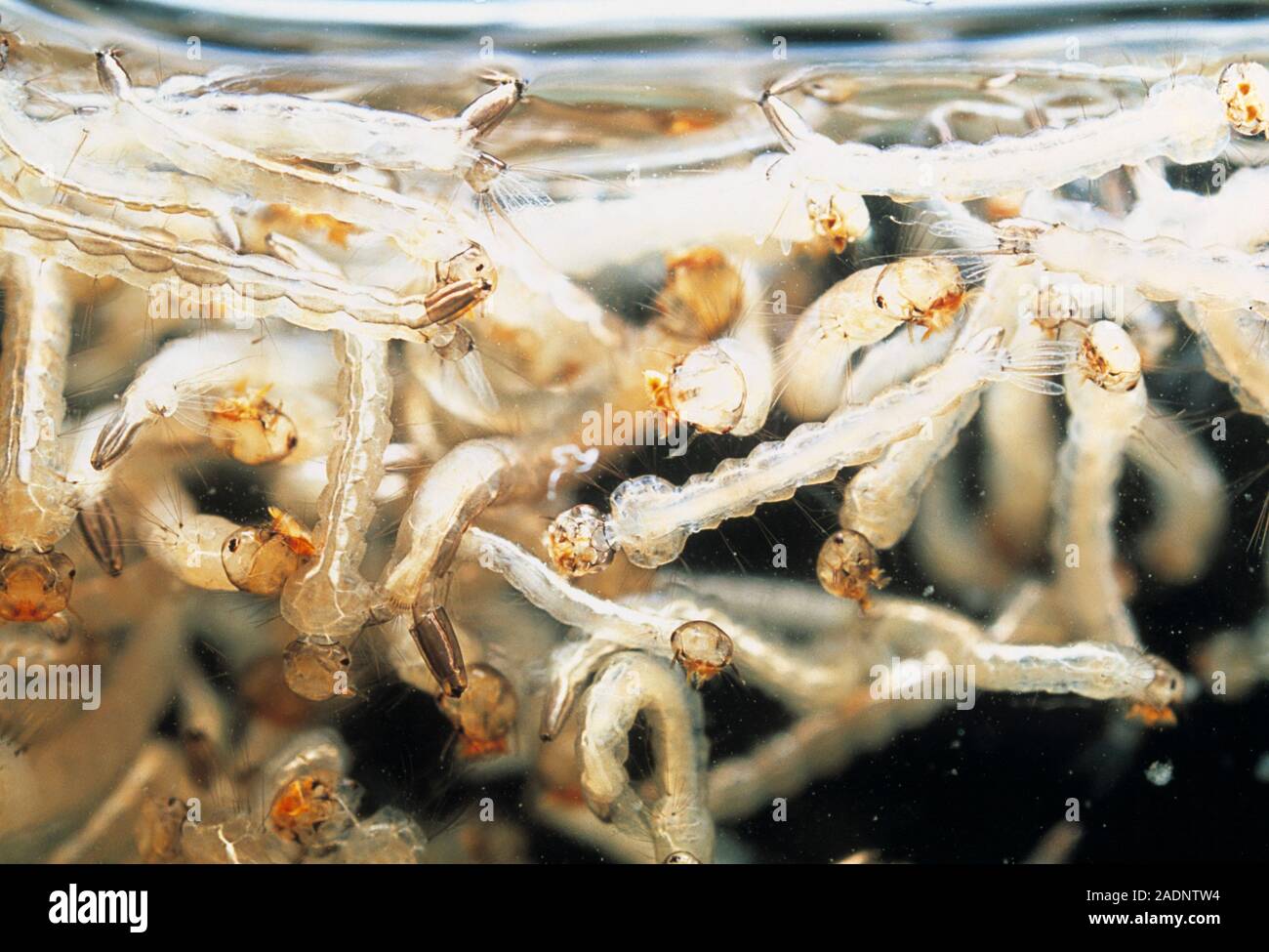 Mosquito larvae. Macrophotograph of mosquito larvae (Anopheles sp ...