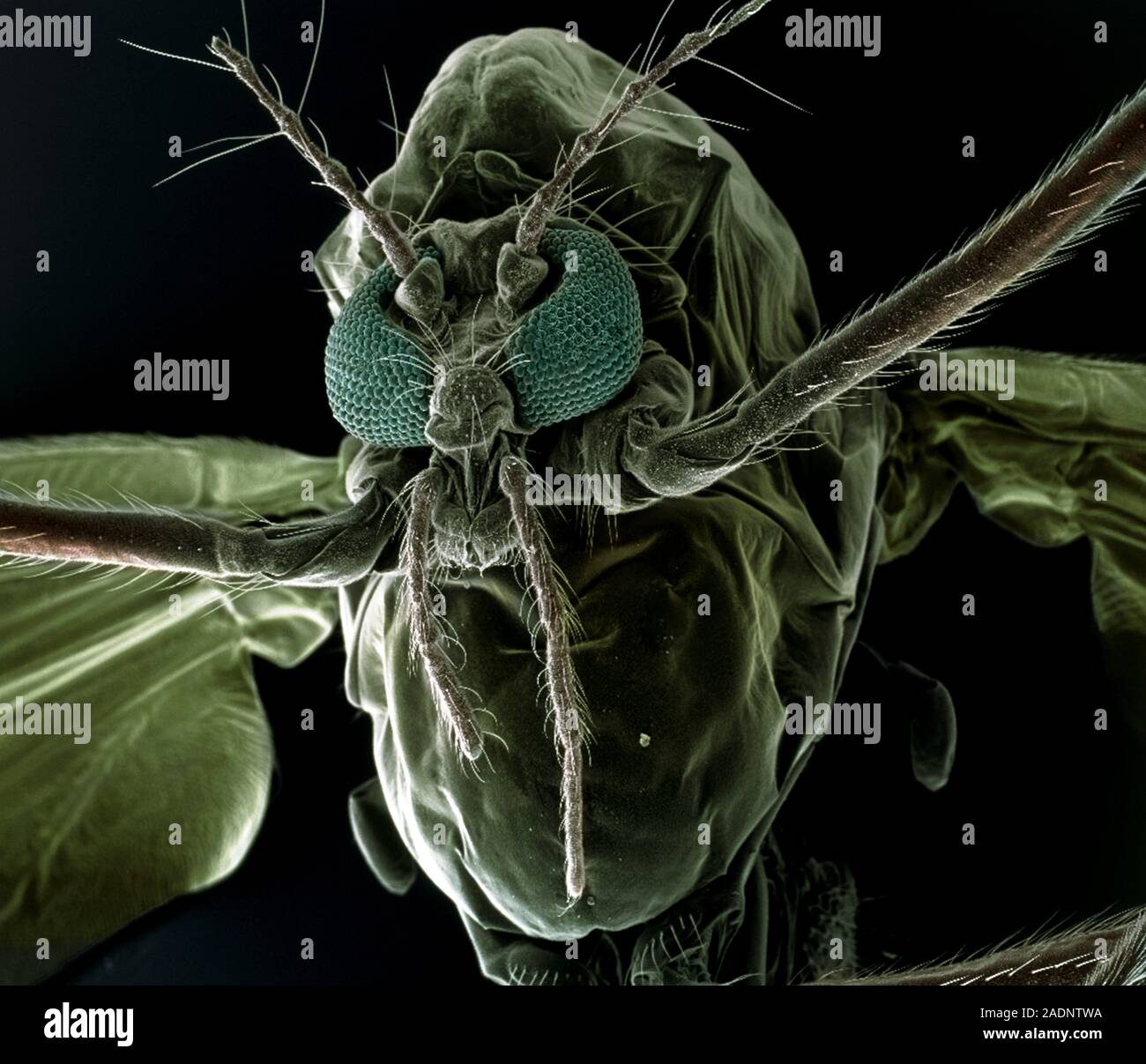 Mosquito. Coloured scanning electron micrograph (SEM) of an ...