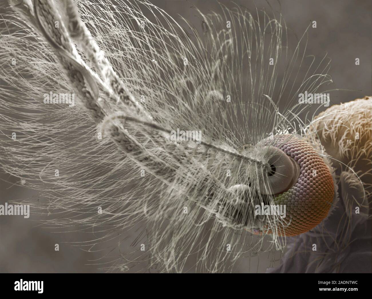 Male mosquito head. Coloured scanning electron micrograph (SEM) of the head of a male mosquito ...