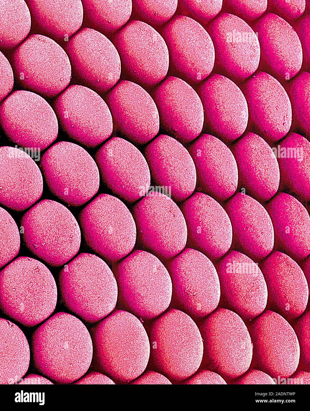 Mosquito compound eye. Coloured scanning electron micrograph (SEM) of ...