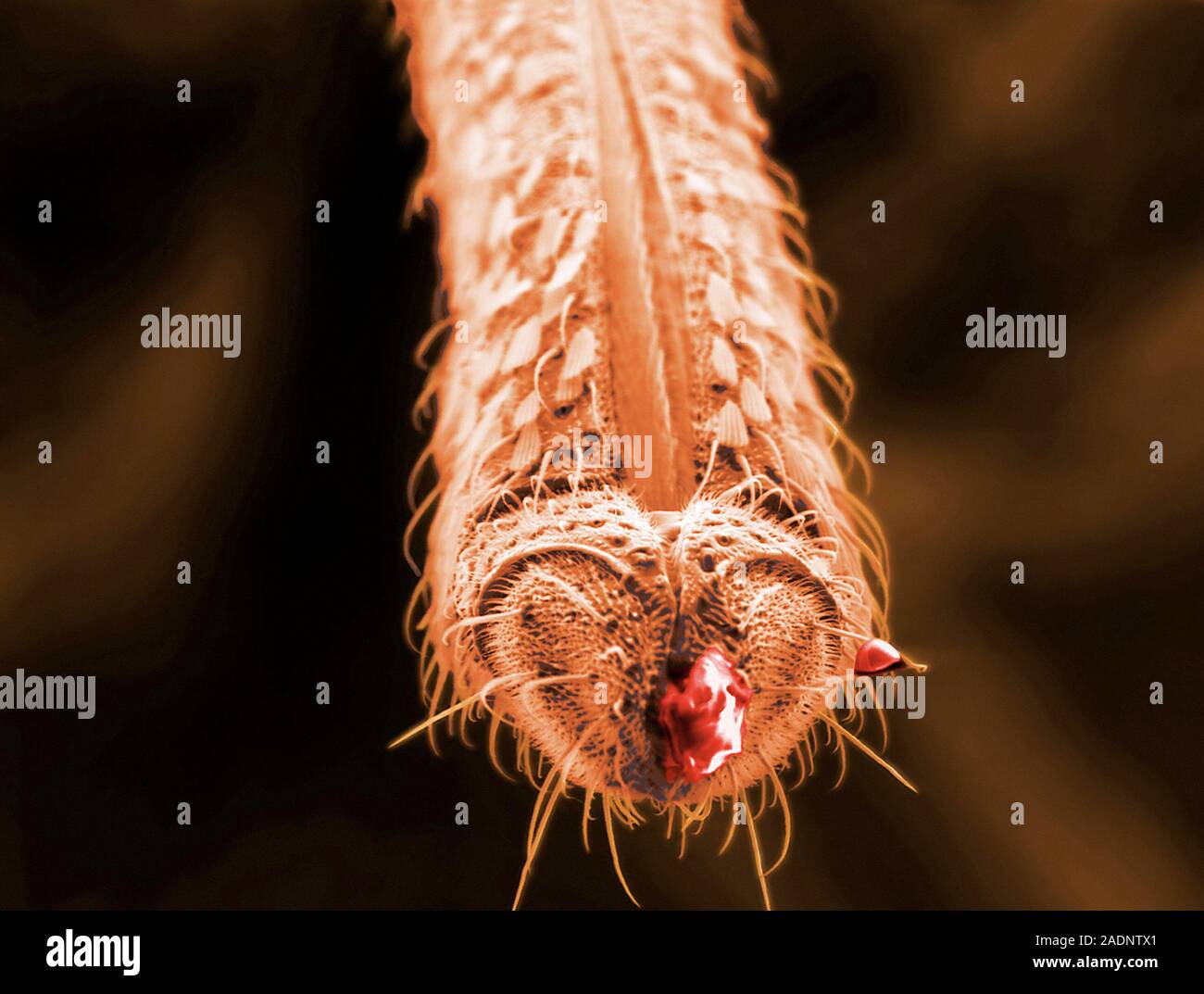 Anopheles mosquito proboscis. Coloured scanning electron micrograph ...