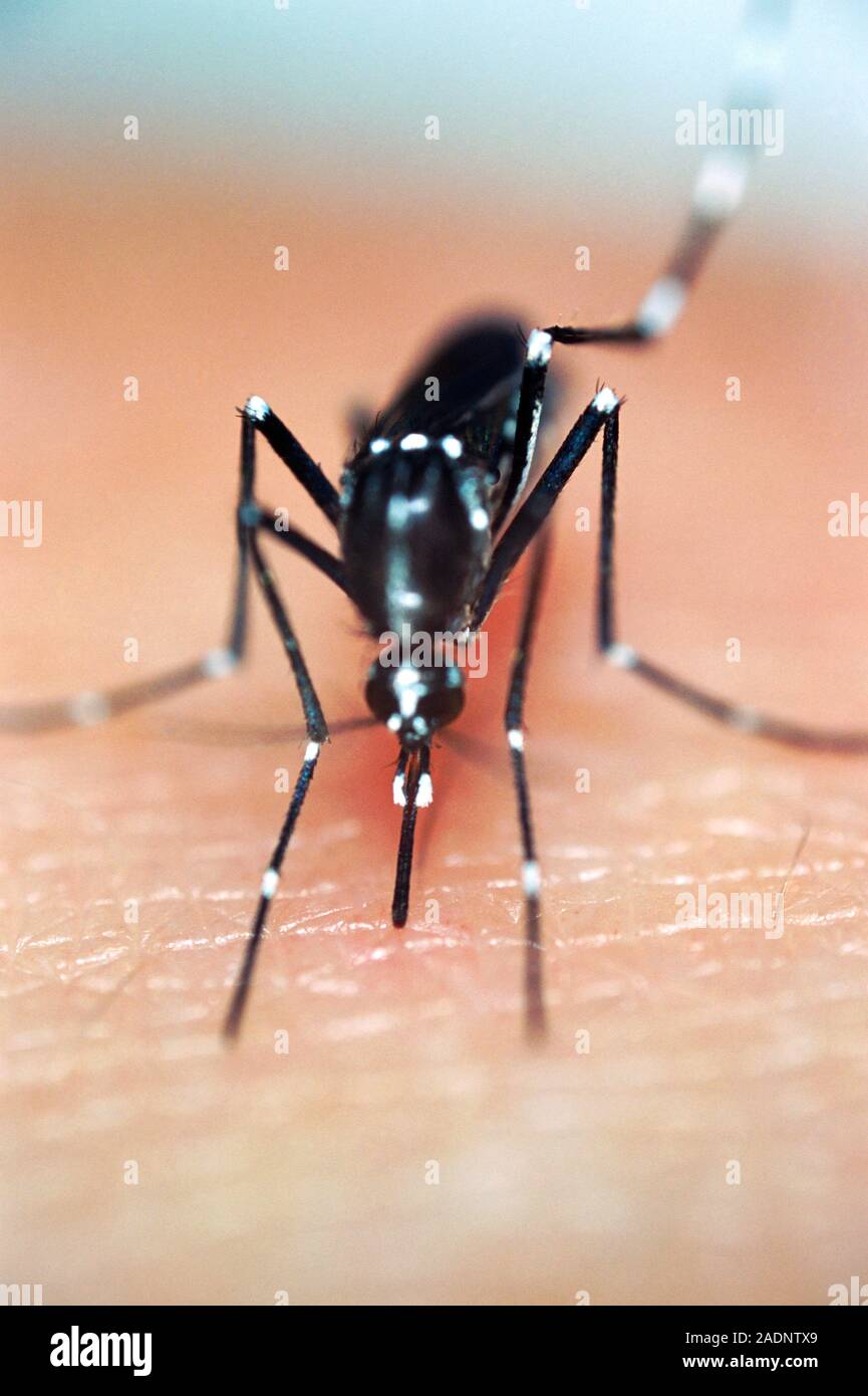 Asian tiger mosquito (Aedes albopictus) feeding on human blood. The ...