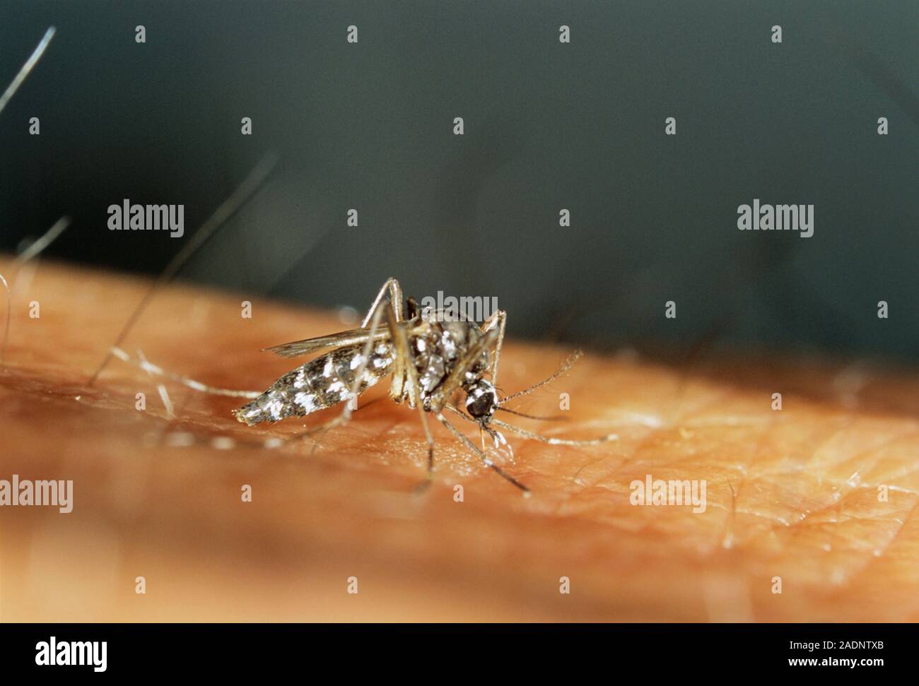 Asian tiger mosquito (Aedes albopictus) feeding on human blood. The ...