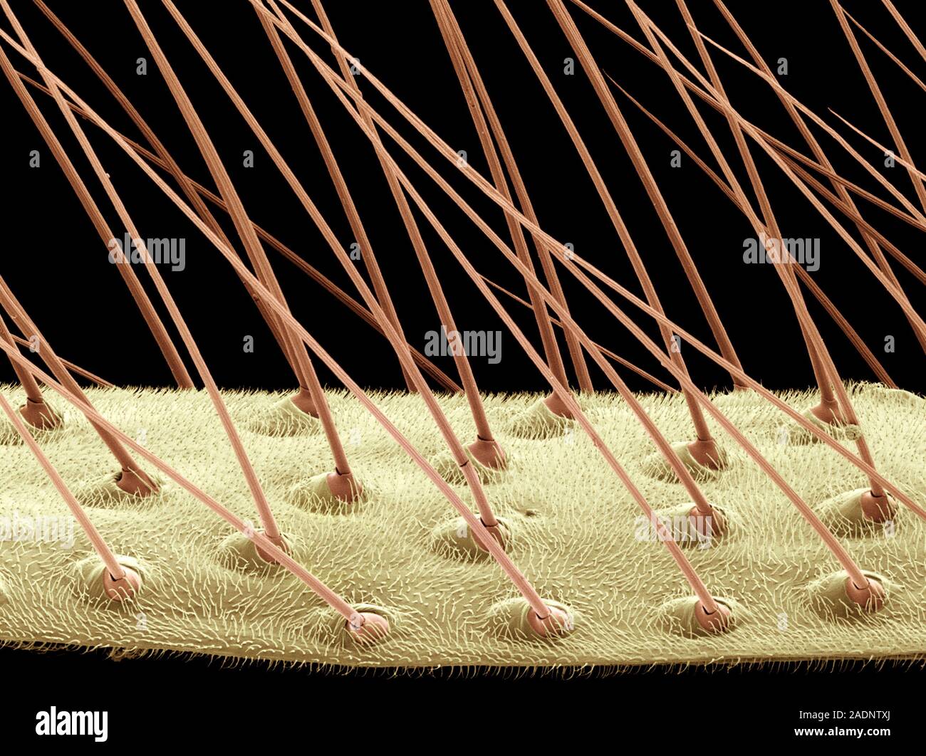 Mosquito wing surface. Coloured scanning electron micrograph (SEM) of ...