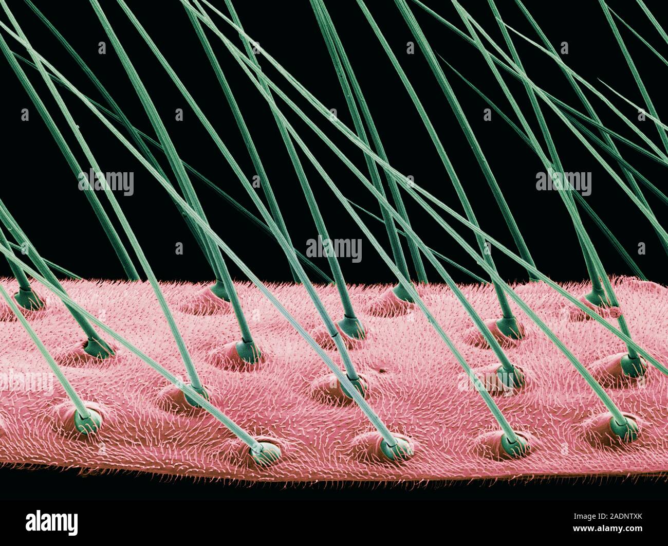 Mosquito wing surface. Coloured scanning electron micrograph (SEM) of ...