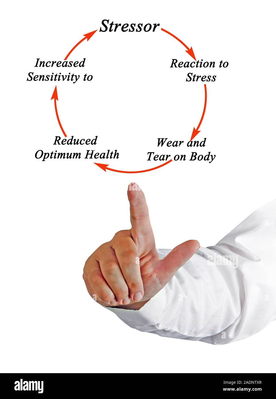 Cycle of stress Stock Photo - Alamy