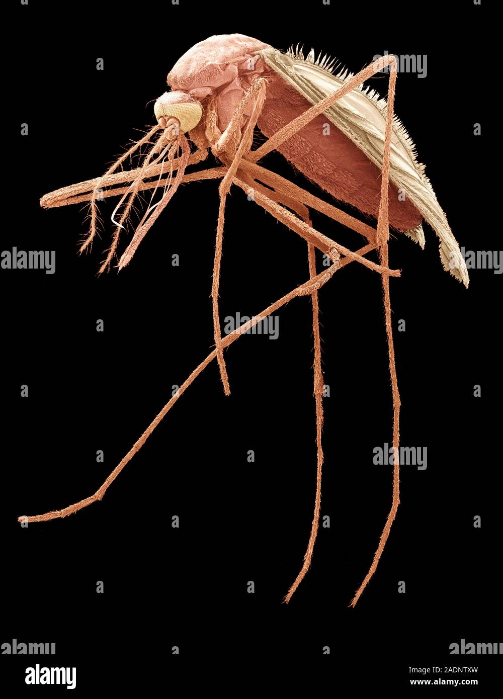 Mosquito. Coloured scanning electron micrograph (SEM) of a mosquito ...