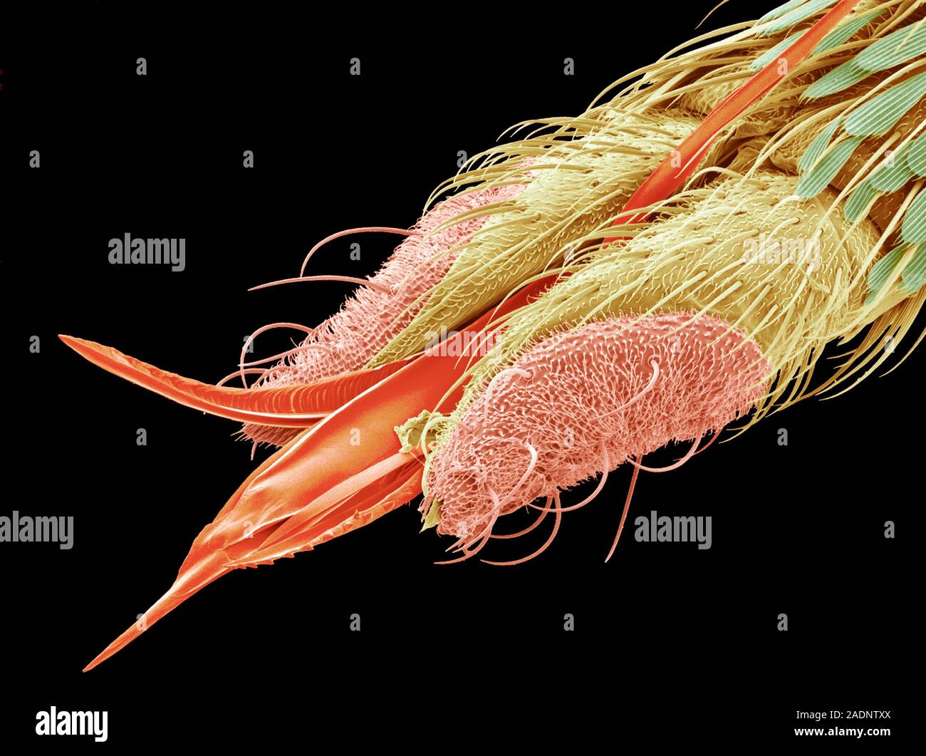 Mosquito. Coloured scanning electron micrograph (SEM) of the proboscis ...
