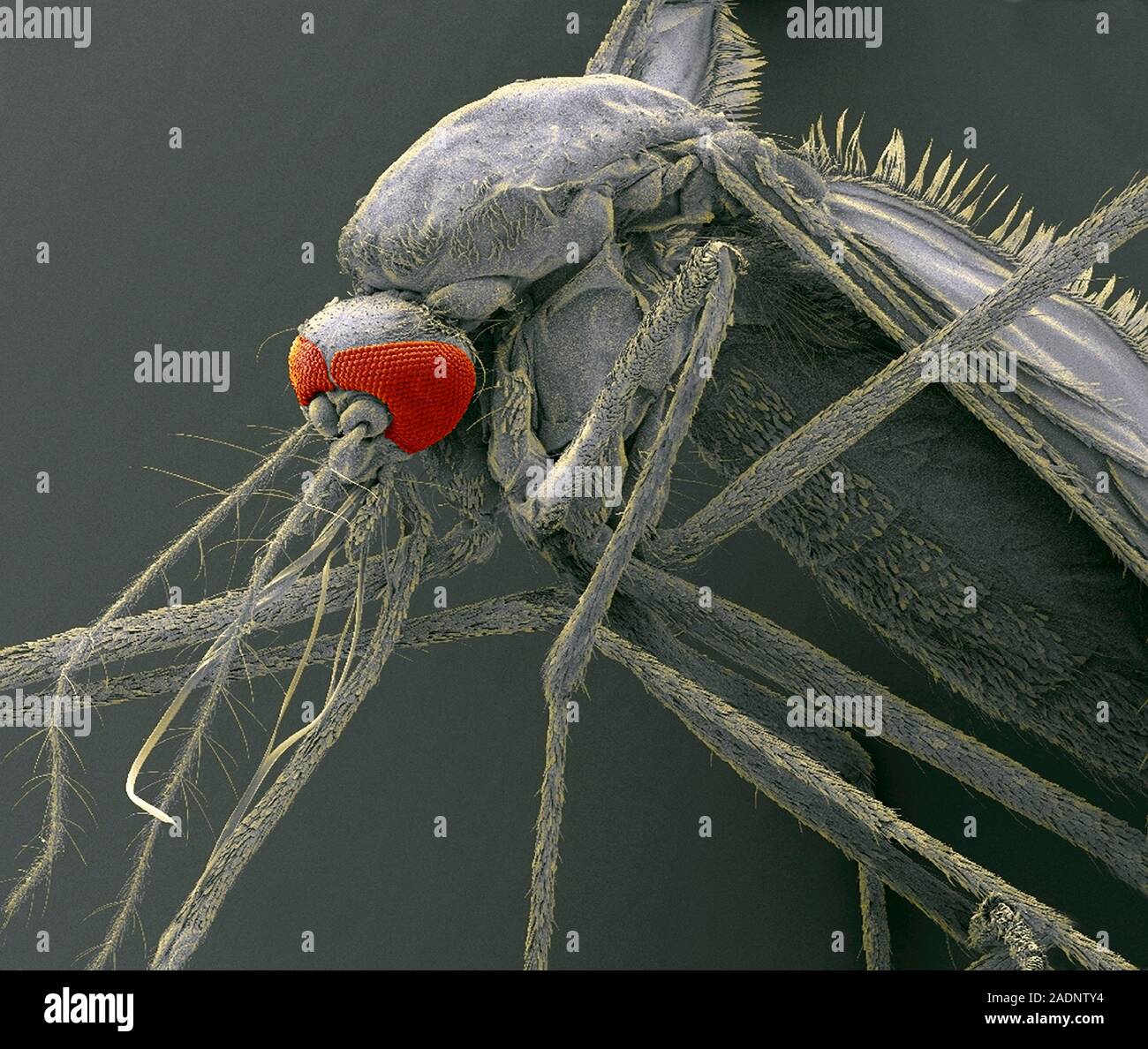 Mosquito. Coloured scanning electron micrograph (SEM) of a mosquito ...