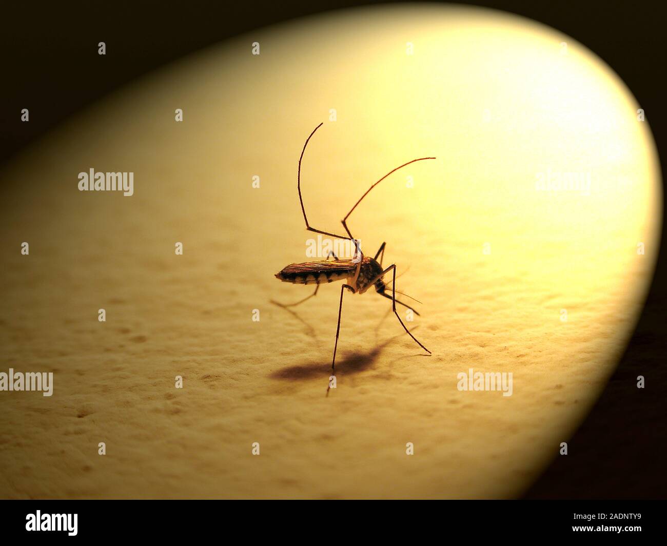 Mosquito (family Culicidae). The mosquito's head is at right, with its ...