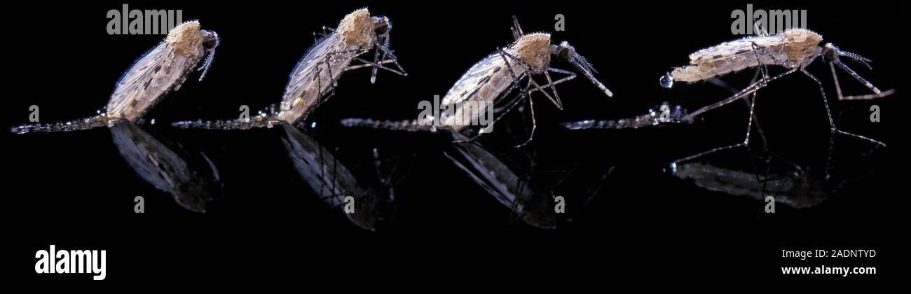 Mosquito emerging from water. Anopheles stephensi mosquito adult ...