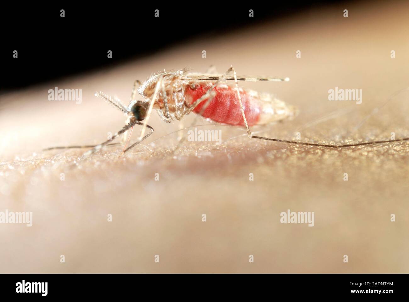 Mosquito (Anopheles stephensi) feeding on human blood. The mosquito ...