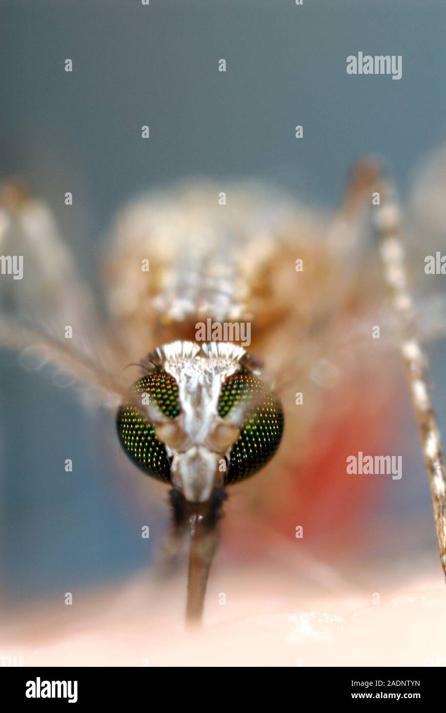 Mosquito (Anopheles stephensi) feeding on human blood. The mosquito ...
