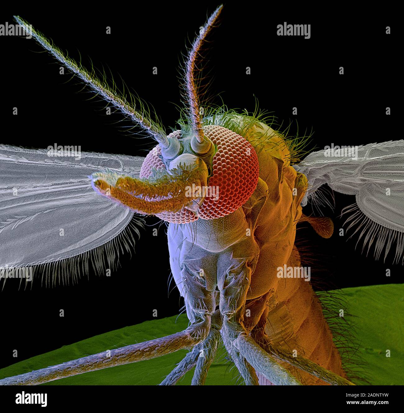 Anopheles mosquito. Scanning electron micrograph (SEM) of a female ...