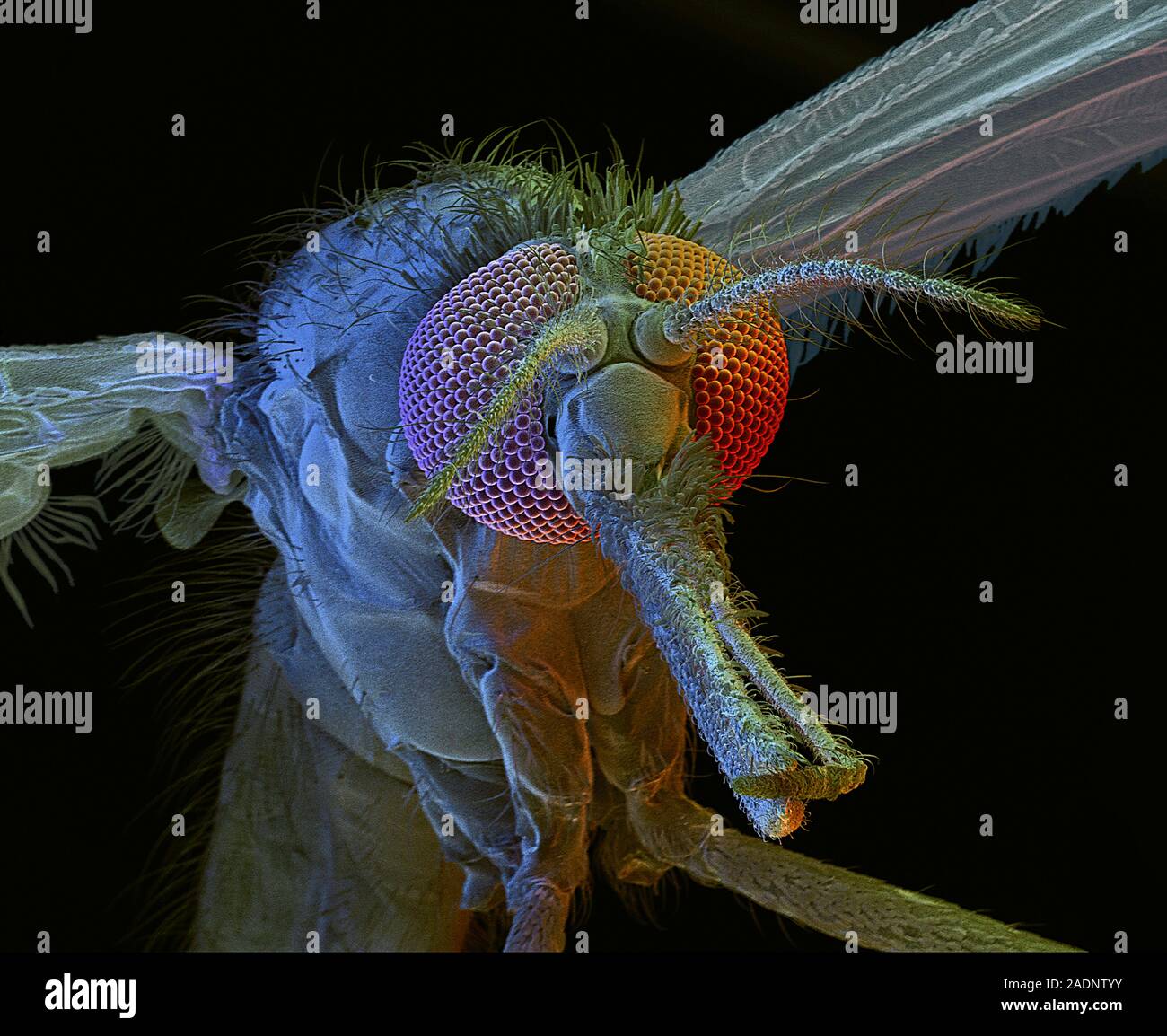 Anopheles mosquito. Coloured scanning electron micrograph (SEM) of a ...